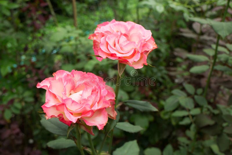 Rosa Rosenbusch im Garten stockbild. Bild von nave, pflanzen - 80006581