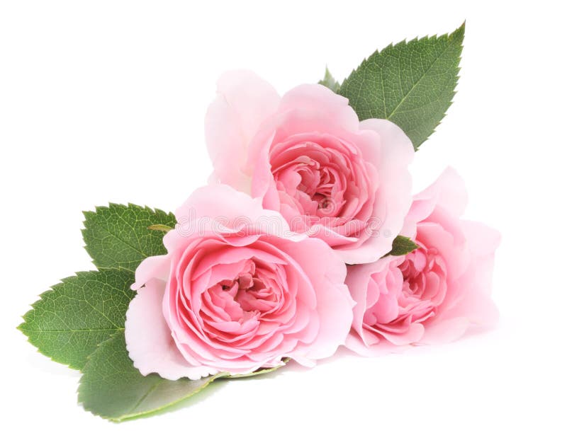 Rosa ro stock illustrationer. Illustration av natur, rosa - 41844096