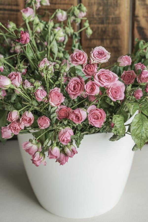 Rosa rosor som en bakgrund arkivfoto. Bild av vitt, fjäder - 94807476