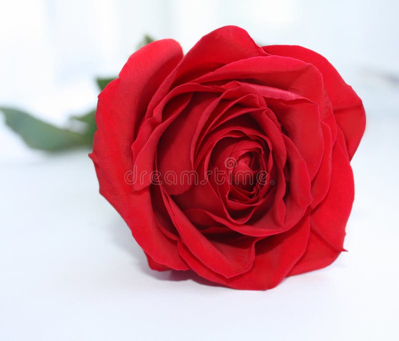 Rosa rossa fotografia stock. Immagine di elegante, bellezza - 12899310