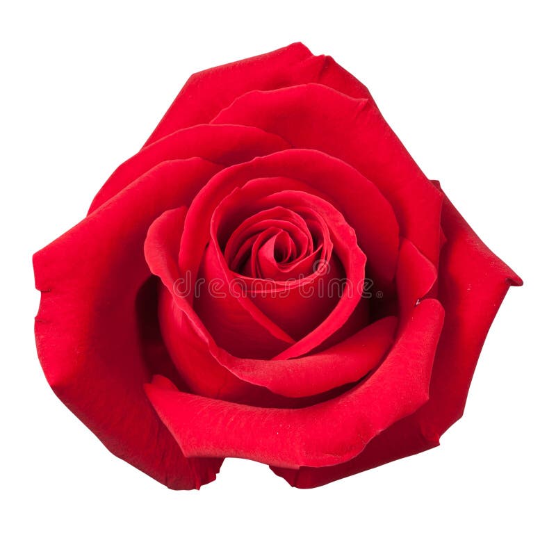 Rosa rossa immagine stock. Immagine di angolo, chiusura - 37223407