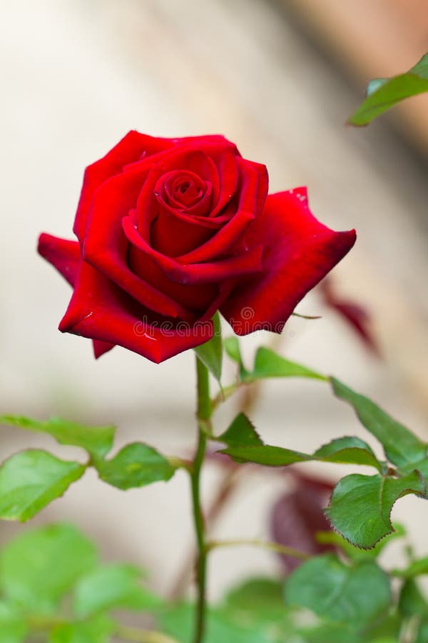 Rosa rossa fotografia stock. Immagine di rosa, apertura - 39500498