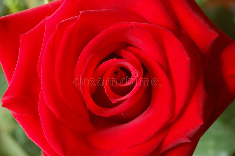 Rosa rossa immagine stock. Immagine di fioritura, piante - 687037