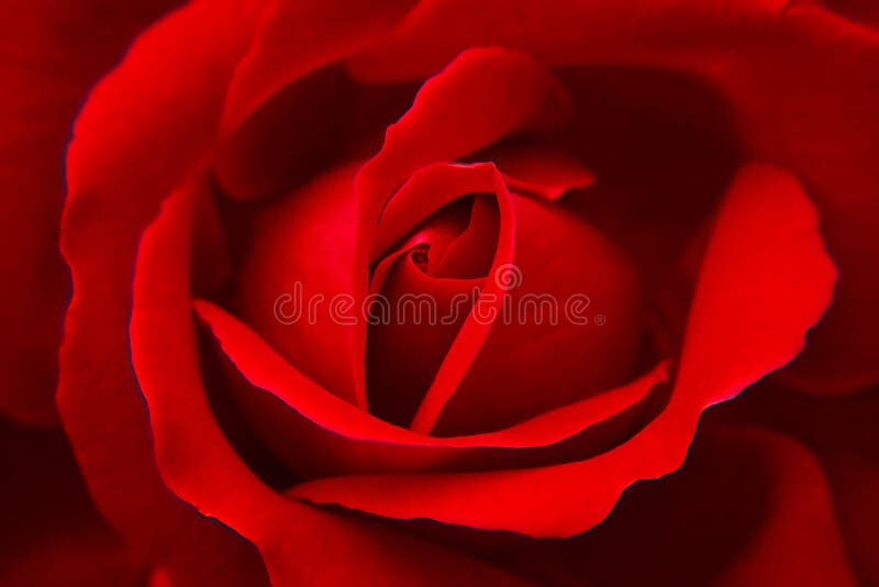 Rosa rossa immagine stock. Immagine di flora, chiusura - 7792147