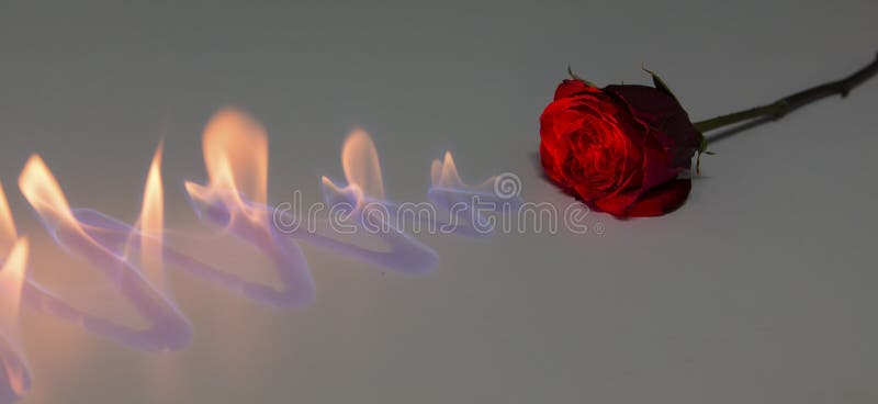 Rosa Rossa Con Fuoco Su Superficie Brillante in Studio Fotografia Stock ...