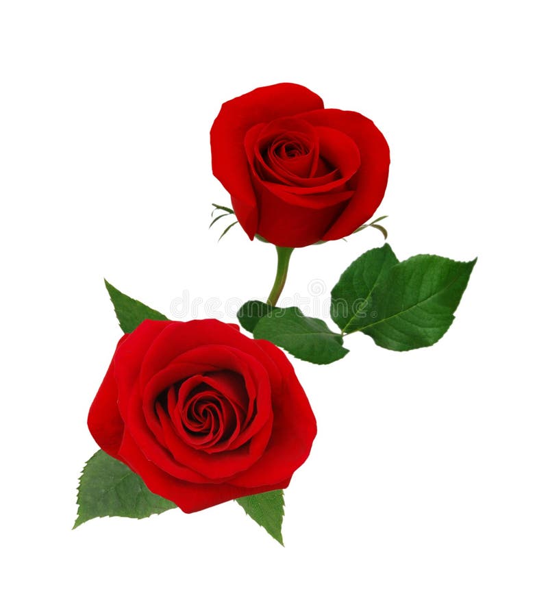 Due rose rosse illustrazione di stock. Illustrazione di pistillo - 30144388