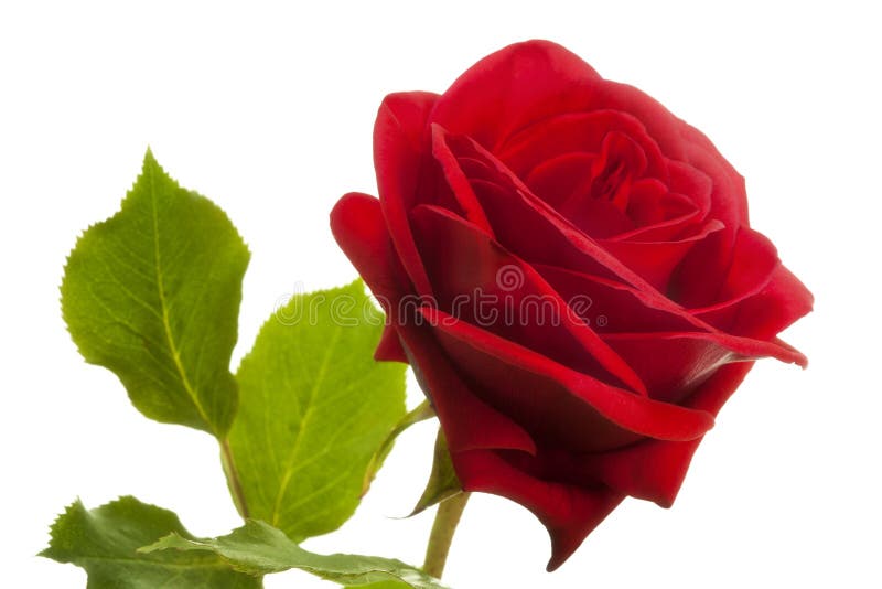 Rosa rossa, fuoco molle immagine stock. Immagine di floreale - 56301471