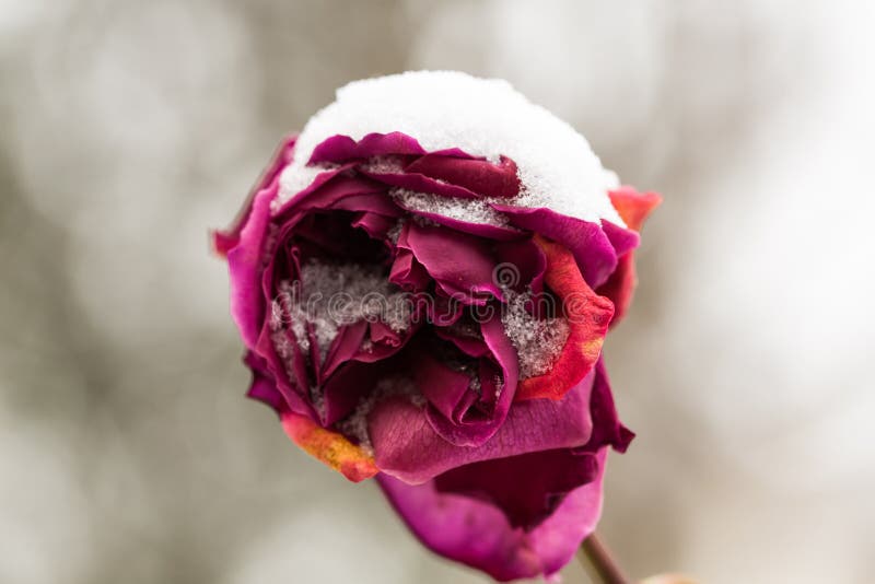 Il Gambo Di Una Rosa Con Le Spine. Fotografia Stock - Immagine di fiore ...