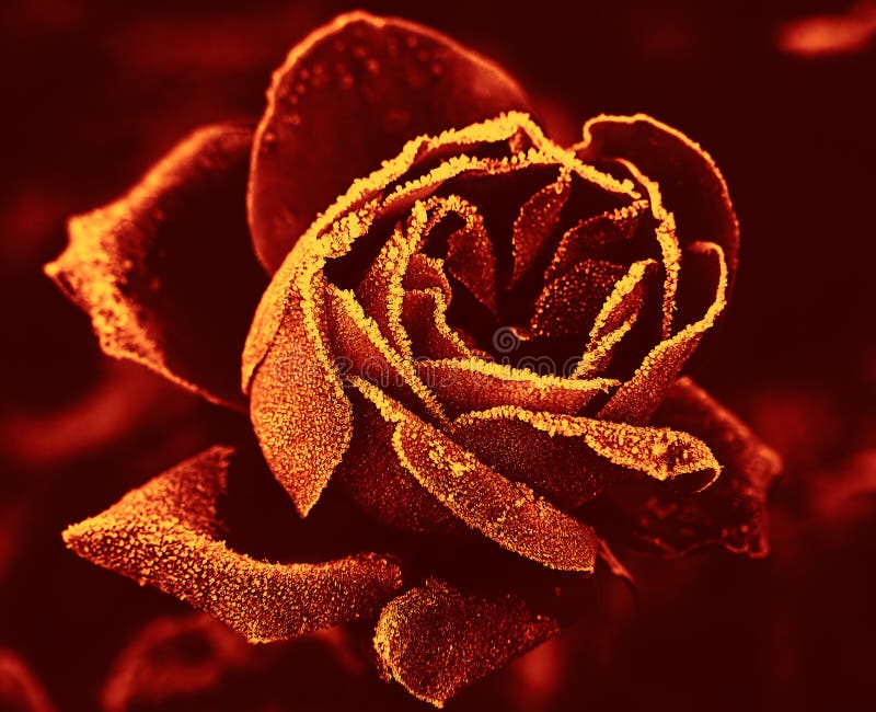 Rosa Rossa Sotto Hoar-frost Fotografia Stock - Immagine di imbracatura ...