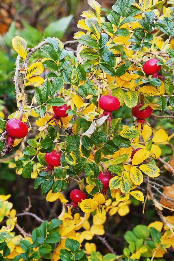 1,701 Rosa Rugosa Stock Photos - Free & Royalty-Free Stock Photos from ...