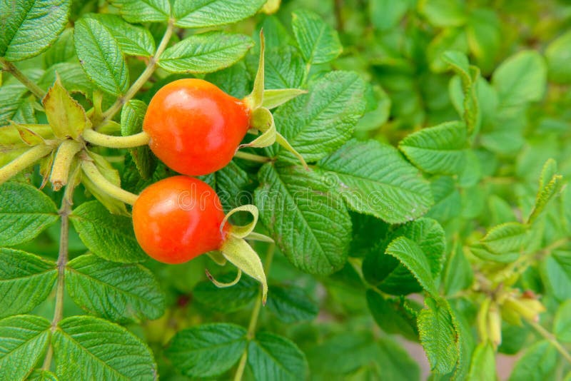 Rosa rugosa stock image. Image of fruit, close, rosa - 194315201
