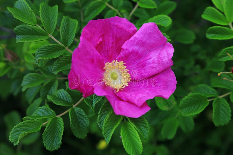 Rosa Rugosa “alba” Native White Rose Stock Image - Image of blooming ...