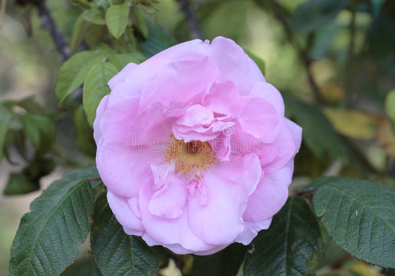 Rosa Sarah Van Fleet stock image. Image of spines, botany - 383305399