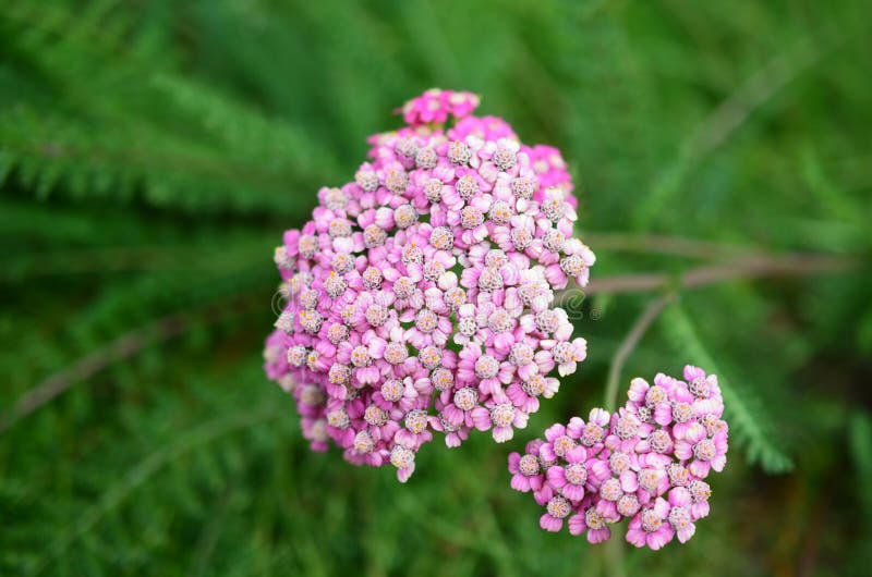 Rosa Schafgarbe (Achillea-millefolium) Stockbild - Bild von sommer ...