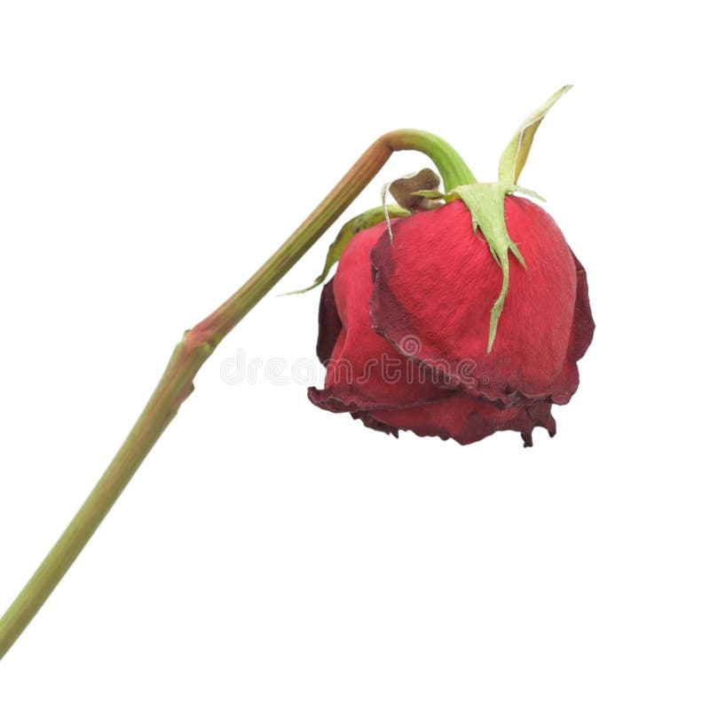 Rosas muertas aisladas foto de archivo. Imagen de edad - 7727070
