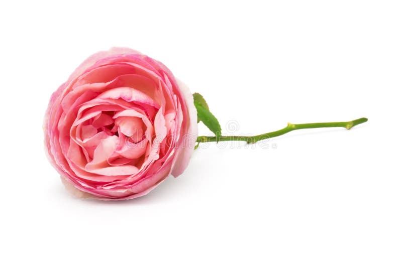Rosa Rosa Simple, Aislada En Fondo Blanco Imagen de archivo - Imagen de ...