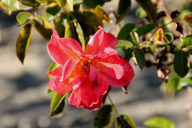 Rosa Spanish Sunset, Cultivar Cor-de-rosa De Floribunda Imagem de Stock ...