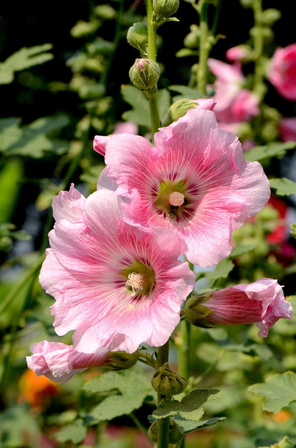 Rosa Stockros (Alcearosea L) Arkivfoto - Bild av rosa, familj: 36005056