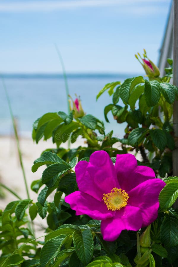 Rosa Strand Rose stockbild. Bild von wildblumen, blüte - 41003779