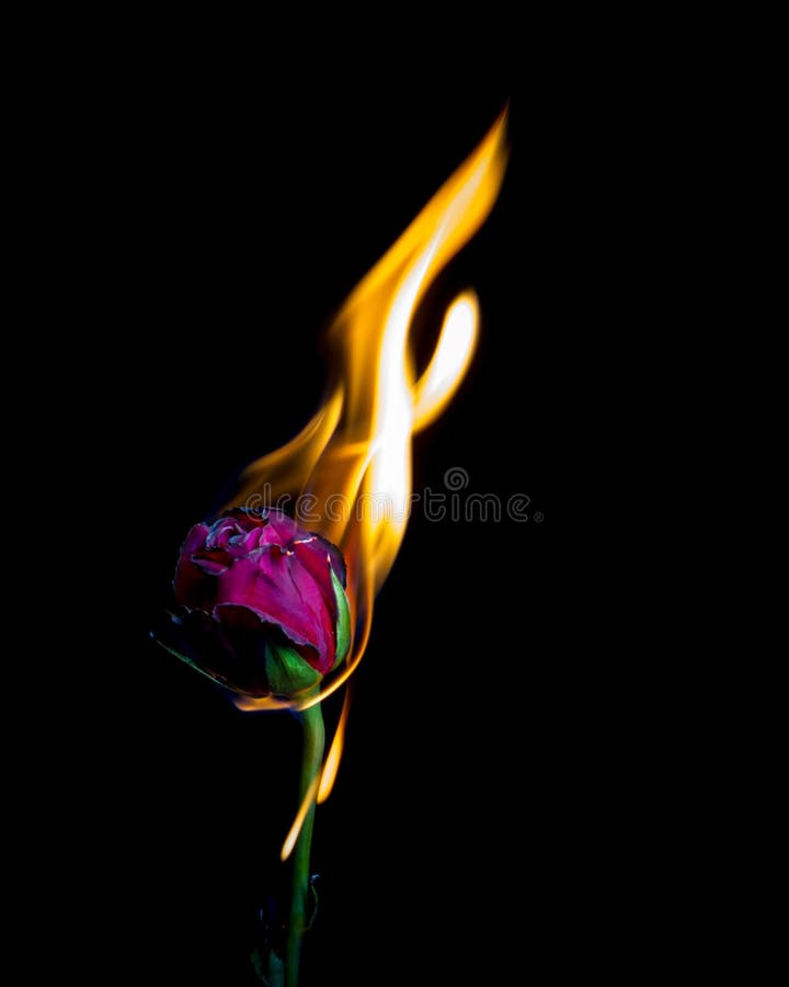 Rosa su fuoco fotografia stock. Immagine di nave, fiamma - 140159648