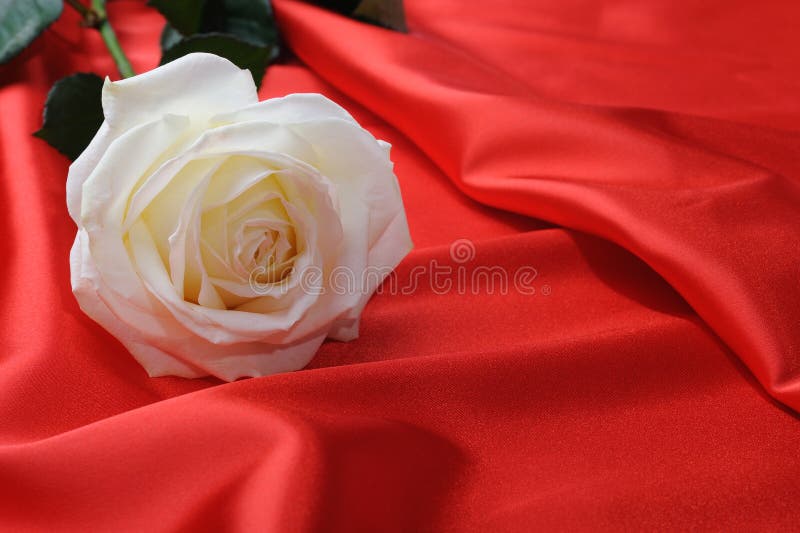 Rosa su raso immagine stock. Immagine di fiore, antecedenti - 7618569