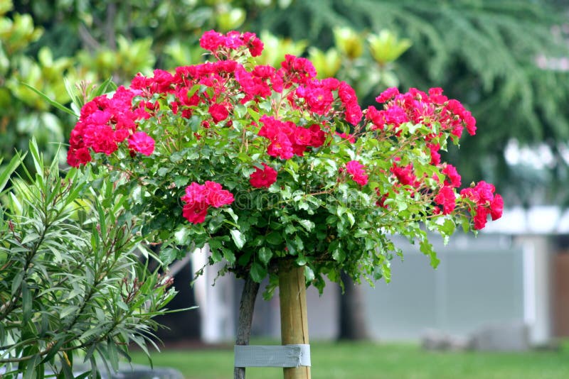 Rosa sul gambo immagine stock. Immagine di fiore, rosa - 5328139