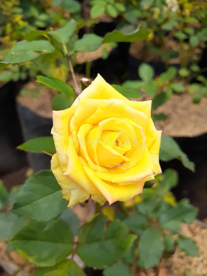 Rosa Sunprite stock image. Image of nature, macro, environment - 214555665