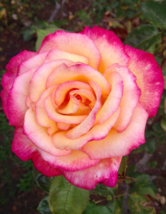 Rosa tricolore fotografia stock. Immagine di tricolore - 61306894