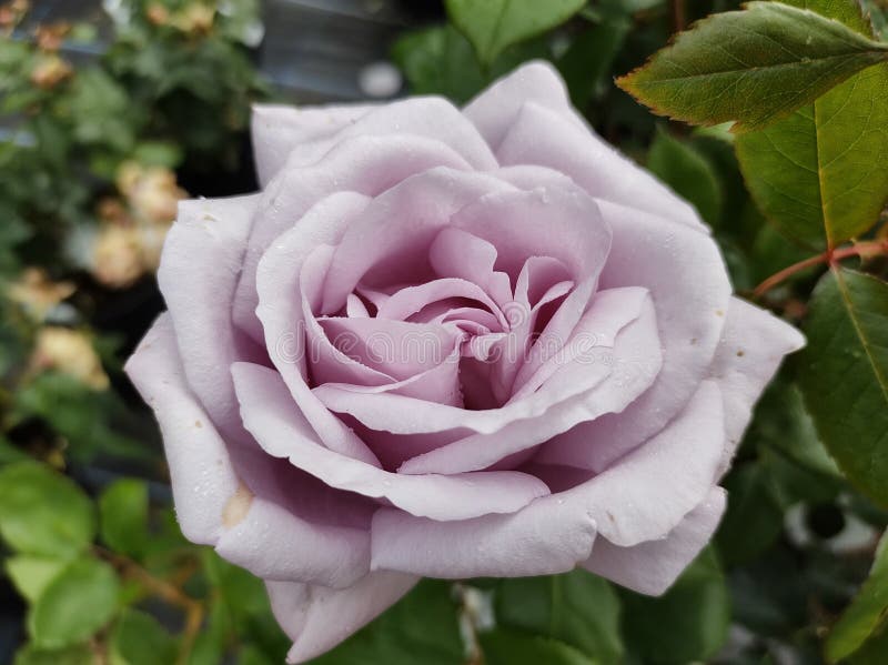 Rosa Twice in a Blue Moon stock photo. Image of plant - 297910560