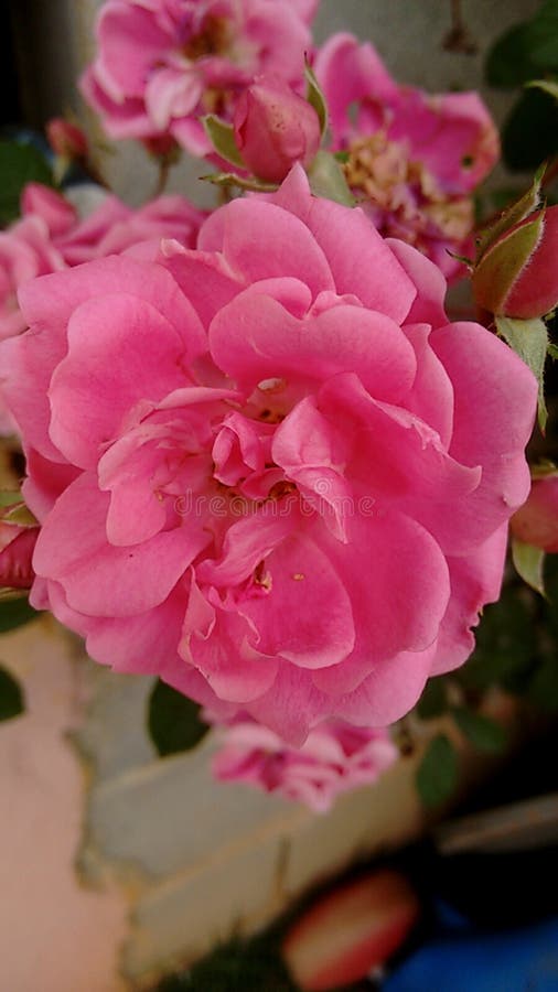 Rosa stock photo. Image of rosa, flor, linda, planta - 82904664