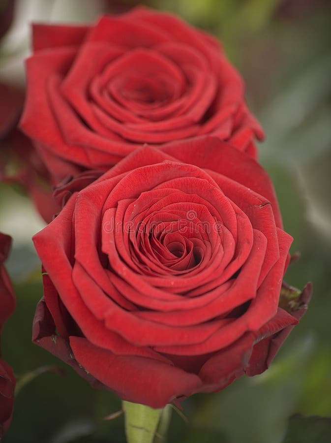 Rosa vermelha foto de stock. Imagem de rosas, planta - 12164648