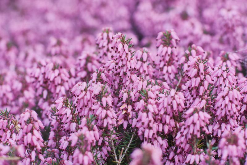Rosa Vulgaris De Erica Calluna Foto de archivo - Imagen de planta ...