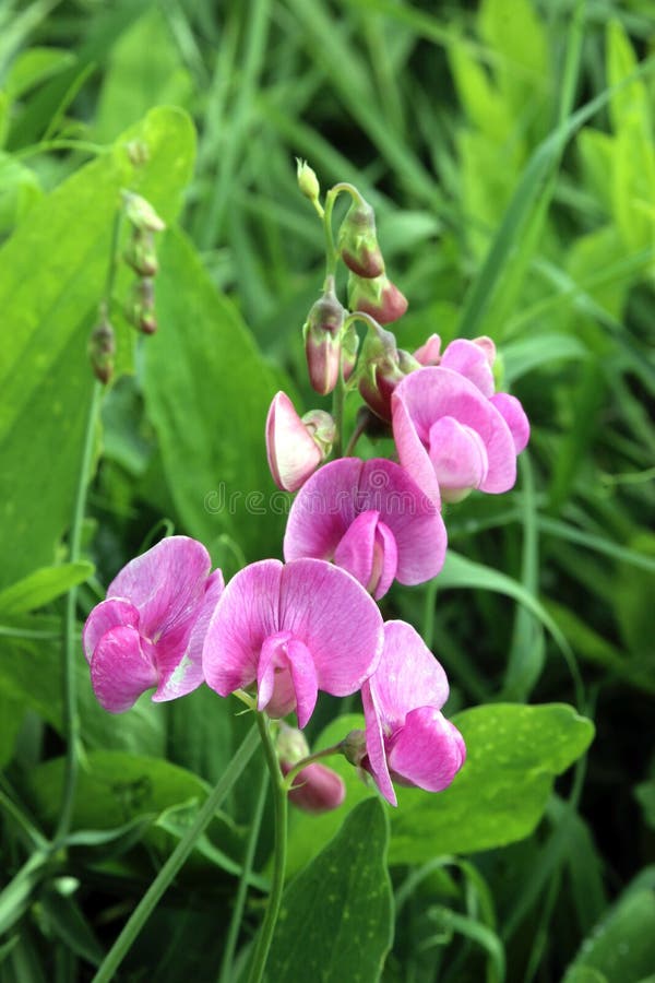 Wicken-Vicia Sativa stockfoto. Bild von blume, wicken - 87509812