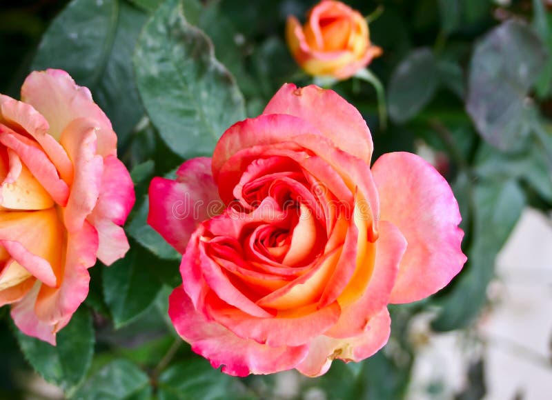 Rosaceae stock foto. Image of hoofd, foto, daling, stam - 49164176