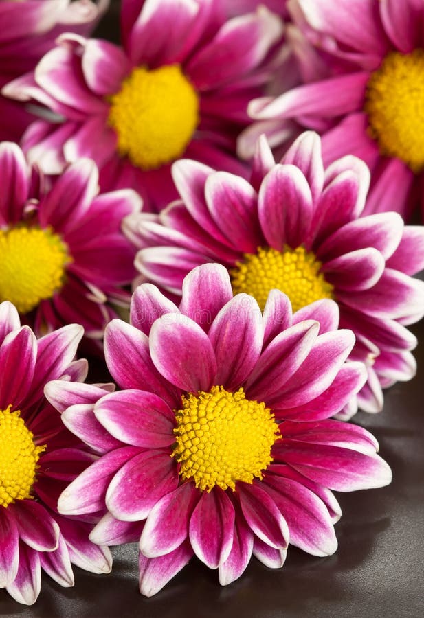 Rosafarbene Blume Der Chrysanthemen Stockbild - Bild von blüte, liebe ...