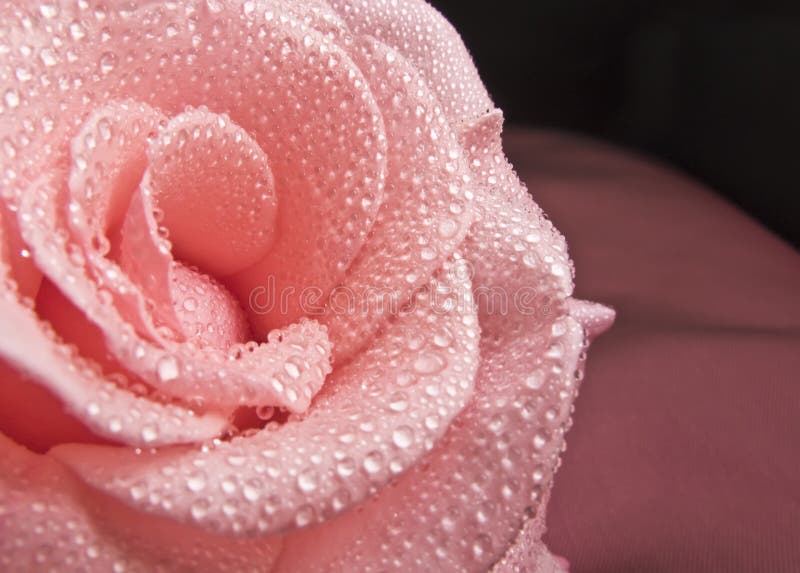 Rosafarbene Rose im Tau stockbild. Bild von duftstoff - 11535733