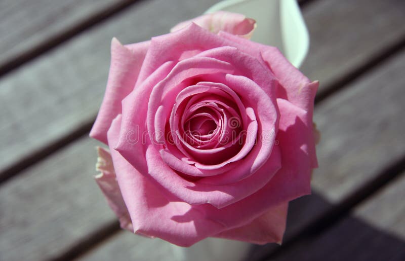 Rosafarbene Rose von oben stockfoto. Bild von sommer - 69912736