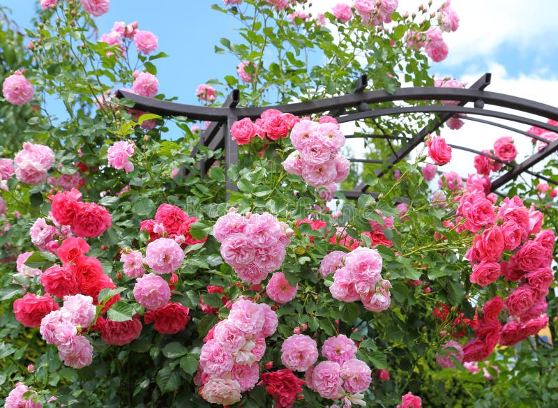 Rosenbusch stockfoto. Bild von blumen, busch, rosa, botanik - 5938622