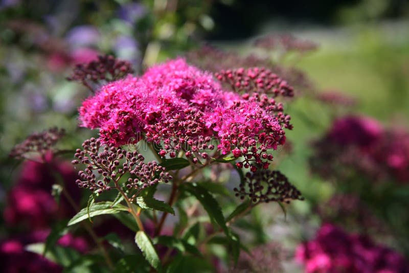 Rosa Schafgarbe. Achillea Millefolium Stockbild - Bild von frühling ...