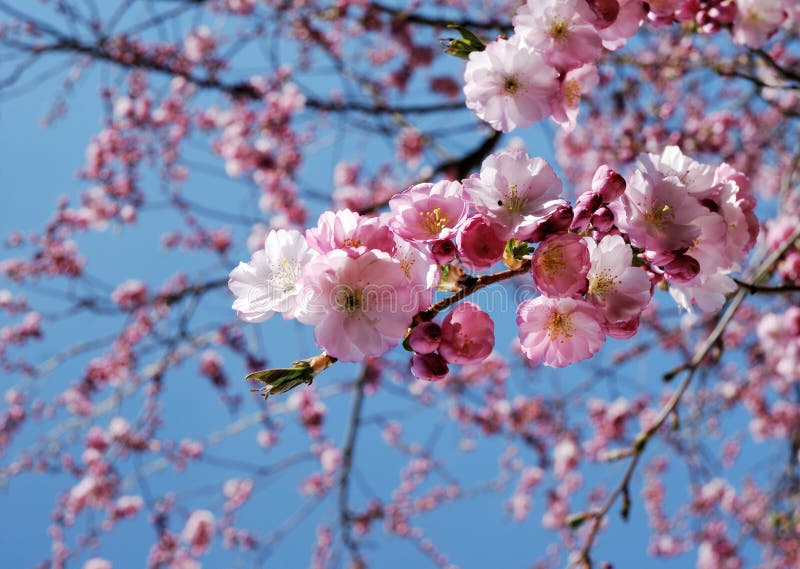 Rosafarbener Blühender Kirschbaum Stockbild - Bild von schön, garten ...