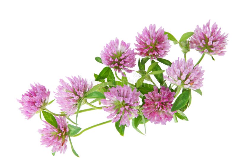 Klee-Blumen stockbild. Bild von blatt, getrennt, wild - 11488699