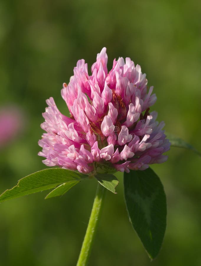 Rosa Wiesenblume stockbild. Bild von pink, nave, wiese - 39049051