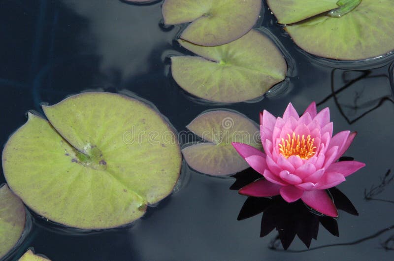 Rosa lilly stockfoto. Bild von blatt, lilly, elegant - 50234494