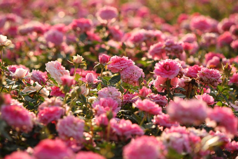 Rosen-Feld stockfoto. Bild von blumen, garten, schön - 71522834