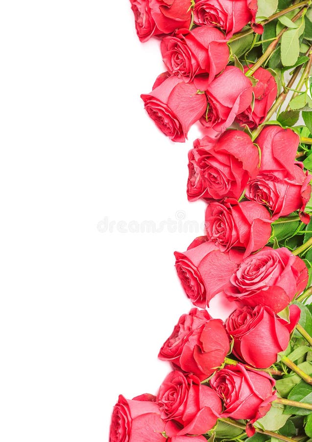 Rosas Aisladas En El Fondo Blanco Imagen de archivo - Imagen de flora ...