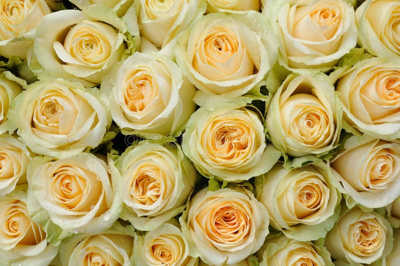 Rosas color nata imagen de archivo. Imagen de belleza - 25736263