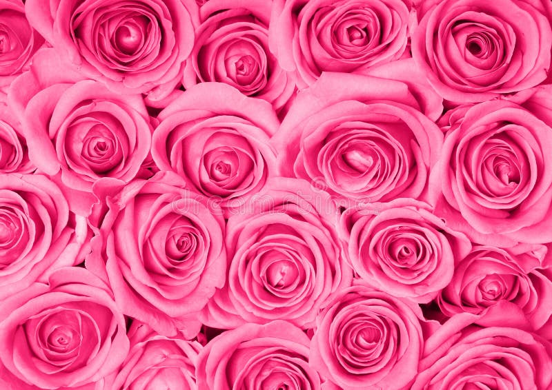 Rosas cor-de-rosa foto de stock. Imagem de magenta, junto - 137328258