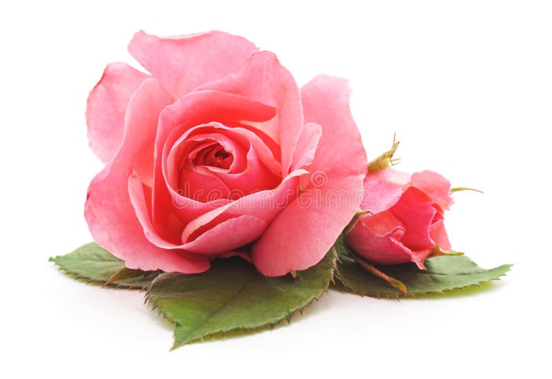 Rosas Cor-de-rosa Com Folhas Foto de Stock - Imagem de beleza ...