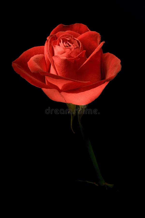 36,425 Solas Rosas Fotos de stock - Fotos libres de regalías de Dreamstime
