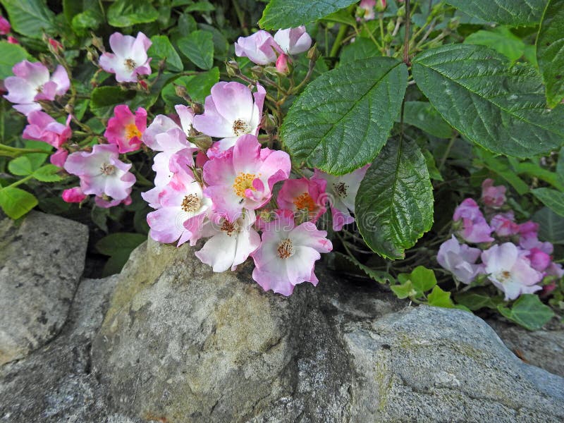 Rosas De Roca Hermosas Del Verano Imagen de archivo - Imagen de rosas ...